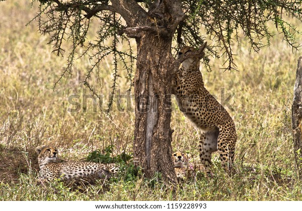 Cheeta Tree Stock Photo 1159228993 | Shutterstock