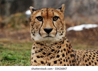 435 Cheetah head profile Images, Stock Photos & Vectors | Shutterstock