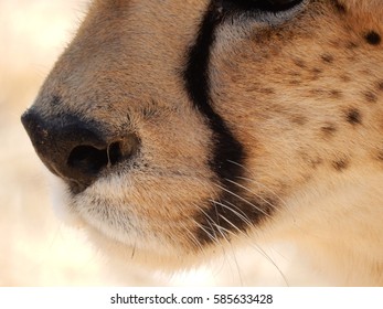 Cat Testiclesgenitals Siamese Cat Background Siamese Stock Photo ...