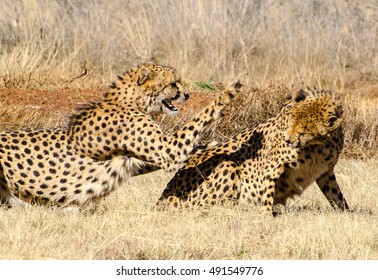 547 Cheetahs fighting Images, Stock Photos & Vectors | Shutterstock