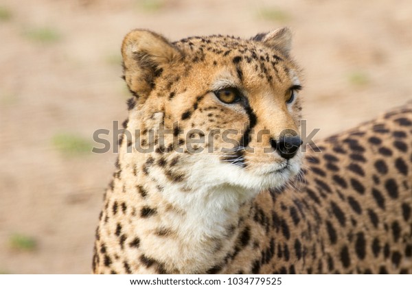 Cheetah Close Nice Sharp Side Profile Stock Photo 1034779525 | Shutterstock
