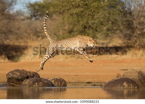 Cheetah Leaping Between Two Rocks Over Stock Photo (Edit Now) 1090088231