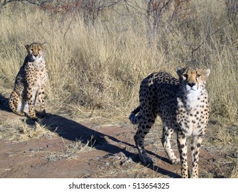 Cheetah Namibia Stock Photo 513654325 | Shutterstock
