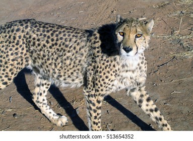 Cheetah Namibia Stock Photo 513654352 | Shutterstock