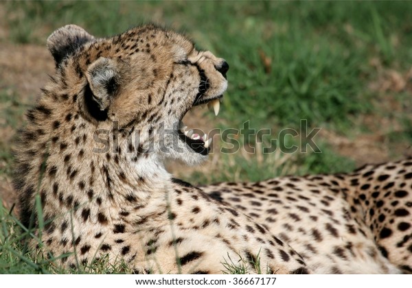 Cheetah Snarling Showing Sharp Teeth Stock Photo (Edit Now) 36667177