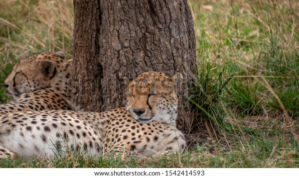 Cheetahs Sleeping Under Tree Stock Photo 1542414593 | Shutterstock