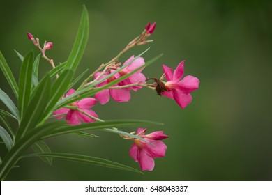 Chembakam Images, Stock Photos & Vectors | Shutterstock