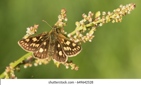 Chequered Skipper Stock Photo 649642528 | Shutterstock