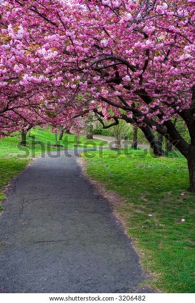 Cherry Blossom Path Stock Photo (Edit Now) 3206482