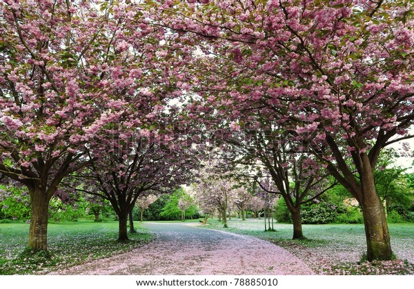 Cherry Blossom Path Stock Photo 78885010 | Shutterstock