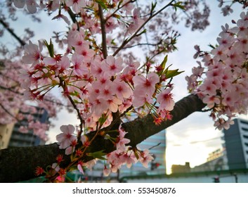 Stock Photo and Image Portfolio by Lin Nishikawa | Shutterstock