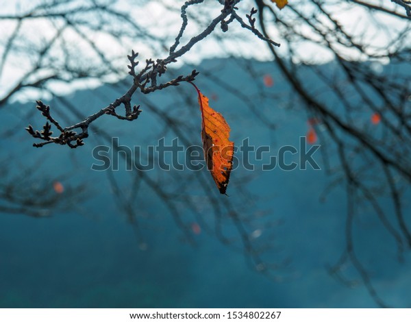 Cherry Blossom Tree Leaf Falling Stock Photo 1534802267 | Shutterstock