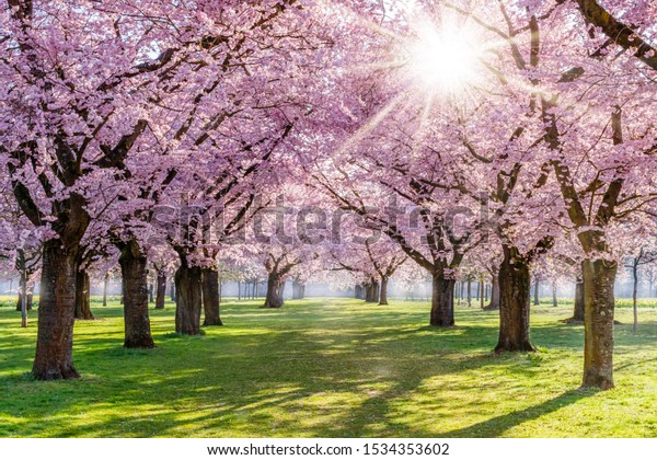 Cherry blossoming trees and sun light in park. Sakura Cherry blossom ...