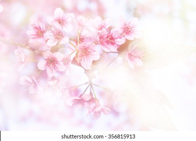 104,135 Faded pink background Images, Stock Photos & Vectors | Shutterstock