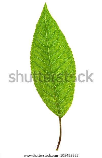 Cherry Leaf On Isolated Stock Photo (Edit Now) 105482852
