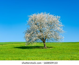 Cherry Tree Full Bloom On Green Stock Photo 1608509110 | Shutterstock