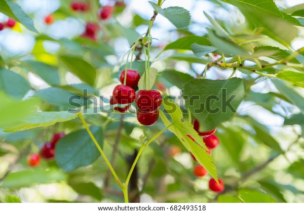 Cherry Cherry Tree Cherry Leaf Stock Photo 682493518 | Shutterstock