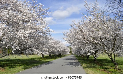 29,724 Cherry tree road Images, Stock Photos & Vectors | Shutterstock