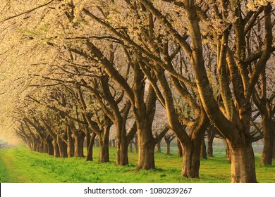 Cherry Tree Roadside Trees Stock Photo 1080239267 | Shutterstock