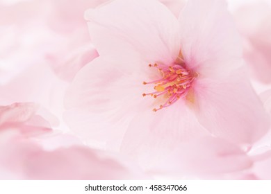 Cherry Tree Studio Background Stock Photo 458347066 | Shutterstock
