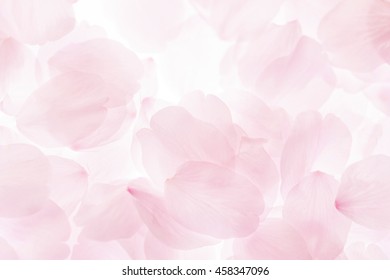 Cherry Tree Studio Background Stock Photo 458347096 | Shutterstock