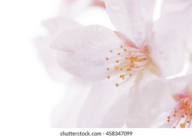 Cherry Tree Studio Background Stock Photo 458347099 | Shutterstock