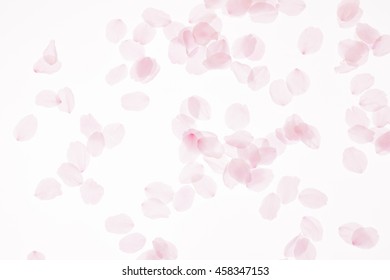 Cherry Tree Studio Background Stock Photo 458347153 | Shutterstock