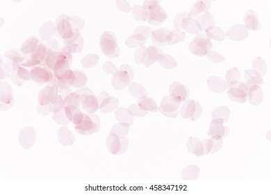 Cherry Tree Studio Background Stock Photo 458347192 | Shutterstock