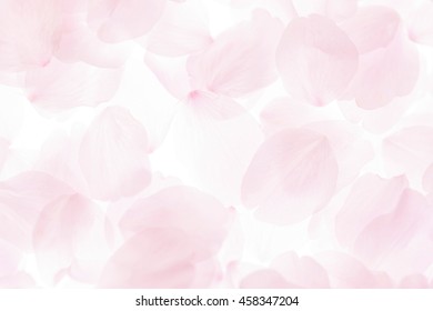 Cherry Tree Studio Background Stock Photo 458347204 | Shutterstock