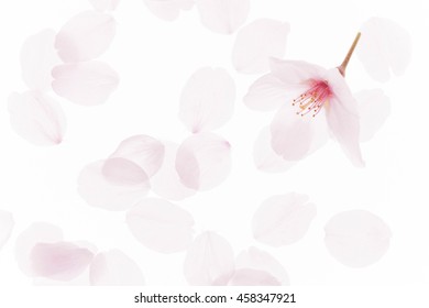 Cherry Tree Studio Background Stock Photo 458347921 | Shutterstock