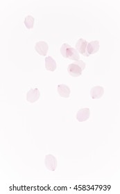 Cherry Tree Studio Background Stock Photo 458347939 | Shutterstock
