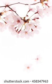 Cherry Tree Studio Background Stock Photo 458347963 | Shutterstock