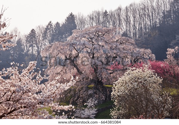 Cherry Tree Uda Stock Photo 664381084 | Shutterstock