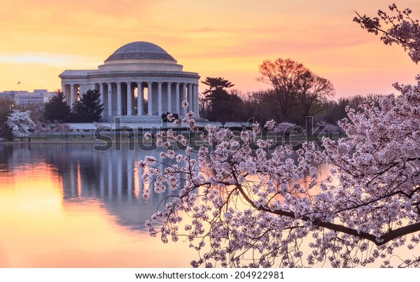 Cherry Trees Bloom Spring Washington Dc Stock Photo (Edit Now) 204922981