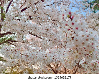 3,722 Popcorn tree Images, Stock Photos & Vectors | Shutterstock