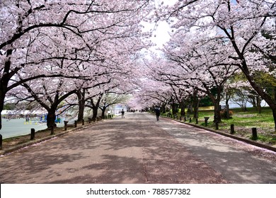 Cherry Trees Lined Path Full Bloom Stock Photo 788577382 | Shutterstock