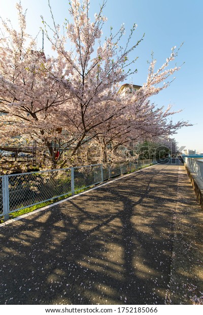 Cherry Trees Sidewalks Full Bloom Stock Photo 1752185066 | Shutterstock