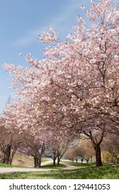 325 Japanese cherie tree Images, Stock Photos & Vectors | Shutterstock