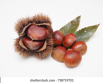 Chestnut Stock Photo 738719701 | Shutterstock