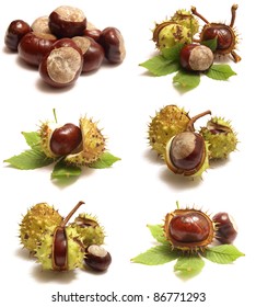 Chestnut Stock Photo 86771293 | Shutterstock