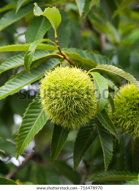 Chestnut Field Stock Photo 716478970 | Shutterstock