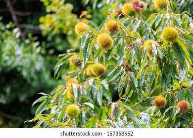 2,194 Japanese Nut Tree Images, Stock Photos & Vectors | Shutterstock