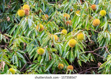 2,194 Japanese Nut Tree Images, Stock Photos & Vectors | Shutterstock