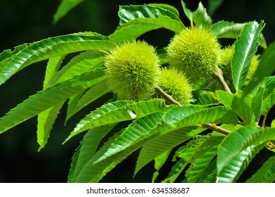 15,290 Wilde kastanje boom Images, Stock Photos & Vectors | Shutterstock