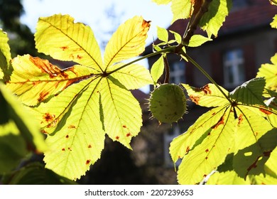 74,956 Spike on tree Images, Stock Photos & Vectors | Shutterstock