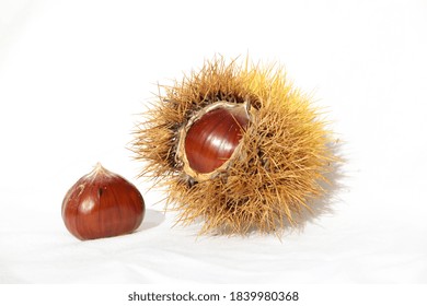 896 Shiny conkers Images, Stock Photos & Vectors | Shutterstock