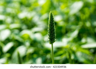 1,227 Chia field 图片、库存照片和矢量图 | Shutterstock