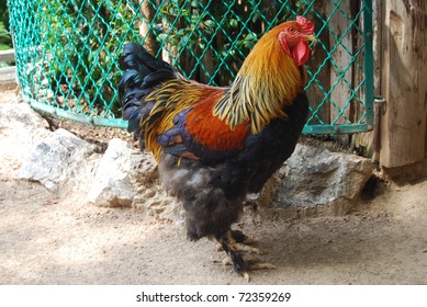 6,619 Chicken france Images, Stock Photos & Vectors | Shutterstock