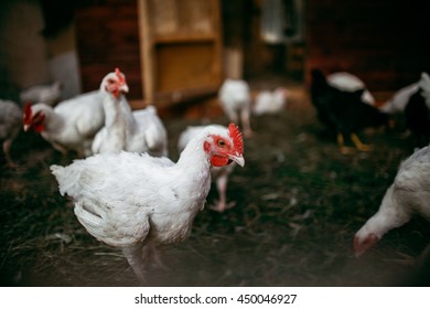 Big Red White Rooster Stock Photo 792417907 | Shutterstock
