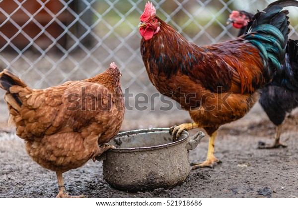 Chicken Compound Stock Photo 521918686 | Shutterstock